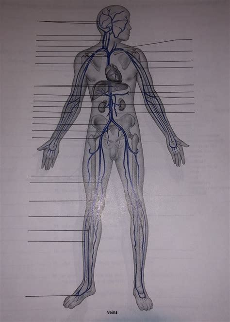 Lab Practical Anatomy Of Blood Vessels Veins Diagram Quizlet