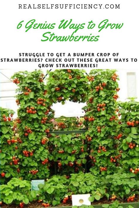 10 Easy DIY Ways To Grow Strawberries Pallet Gardens And More