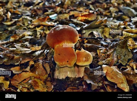 Boletus Edulis Edible Mushroom Is Growing In The Forest Stock Photo Alamy