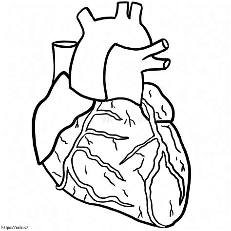 Corazón anatómico para colorear