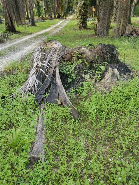 El Tronco Ca Do Del Rbol En Descomposici N En El Suelo 2024
