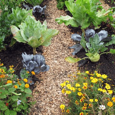 4 Of The Best Vegetable Gardening Tips For Beginners