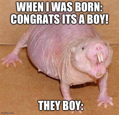 Naked Mole Rat Imgflip
