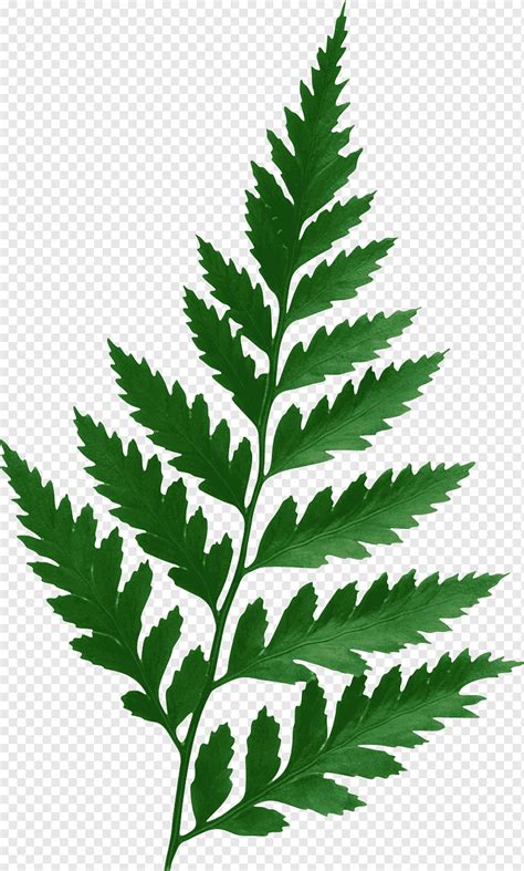 Dibujo De Planta De Helecho
