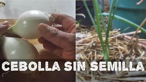 Como Cultivar Cebolla Sin Semilla Agricultura Org Nica Youtube
