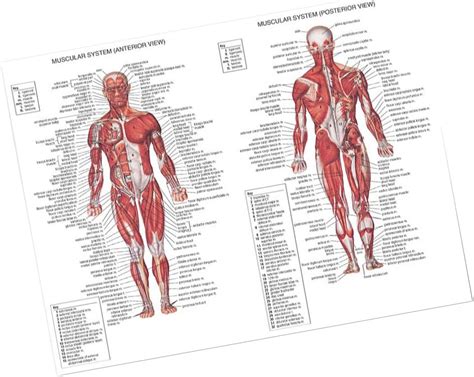 Système musculaire Anatomical Poster Muscle Et Tableau vertébrale Nerfs