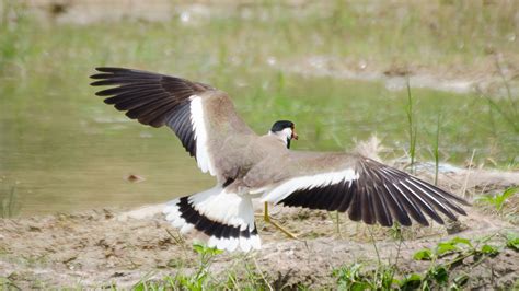 Red Wattled Lapwing Vanellus Indicus Picture Bird