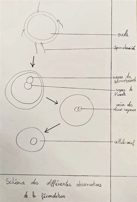 Chapitre 2 La reproduction des êtres vivants Site de svtparmelan