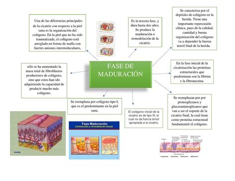 Fase de maduración Julian Cortes uDocz