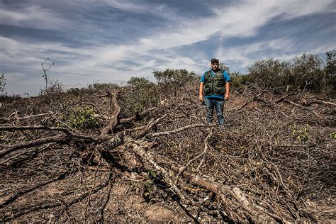 Fundación Greenpeace Argentina Greenpeace advierte que a pesar de la