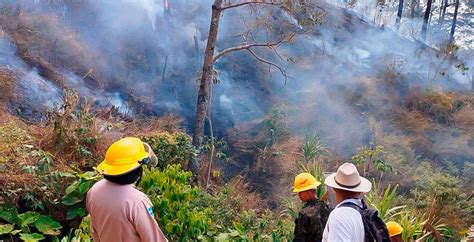 M S De Mil Hect Reas De Bosque Afectadas Por Incendios Diario La