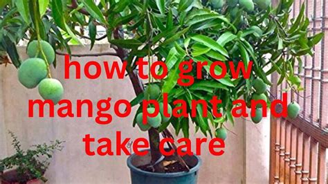 How To Grow Mango Plant And Take Care Mango Plant Care Tips