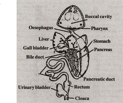 Draw A Neat Diagram Of Digestive System Of Frog