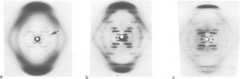 X Ray Diffraction Patterns Obtained From Fibres Of A Complex Dna With
