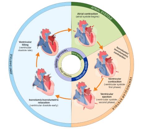 Cardiac Cycle Atrial Systole Ventricular Systole Cardiac Output