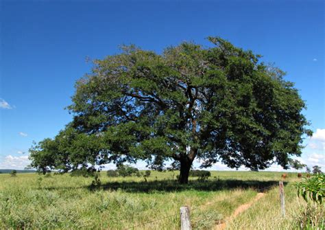 COPAIFERA LANGSDORFFII Rewild Brazil The Brazilian Plantfinder