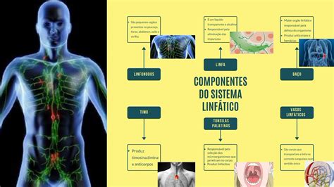 Mapa mental do sistema linfático YouTube