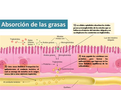 Digestión de proteínas carbohidratos y grasas y absorción 09 05 14