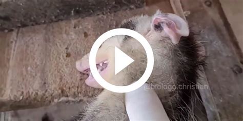 VÍDEO Ator do ano filhote de gambá se finge de morto e foge após