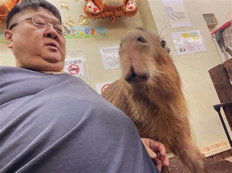 Akira On Twitter Rt Capybaraland Me And Miss Potato Always