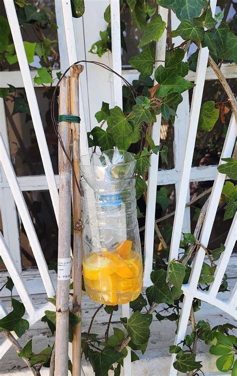 Trampa Para Moscas C Mo Hacerla Con Una Botella De Agua Ideas Hogar