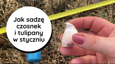 Czy można sadzić czosnek i tulipany w styczniu Jak sadzić czosnek