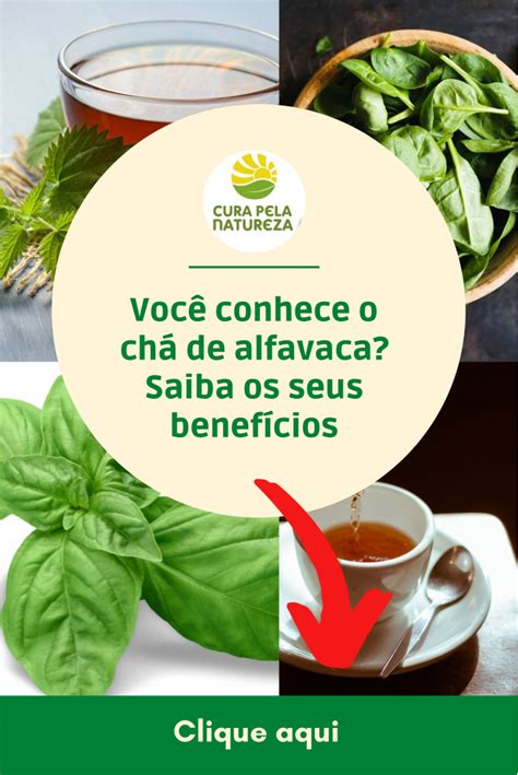 Você conhece a alfavaca Sabe quais são os benefícios dessa planta