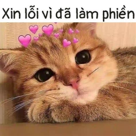 Nh Meme Xin L I Ng I Y U Cute Ng Y U H I H C