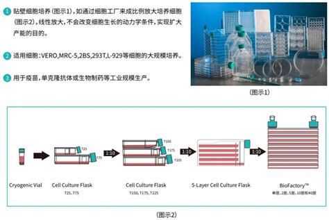 解决方案 贴壁细胞培养的应用 耗材选择 哔哩哔哩