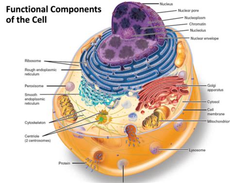 Pathophysiology MIDTERM Review Flashcards Quizlet