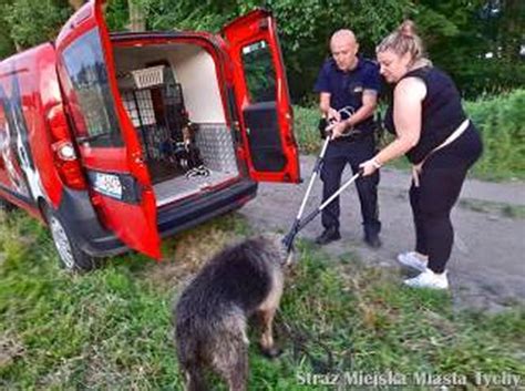 Co za zwyrodnialstwo Ktoś przywiązał psa do drzewa w lesie i porzucił
