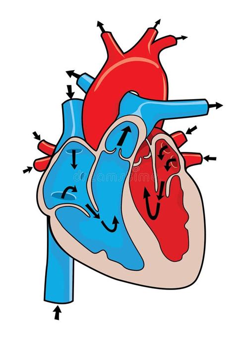 Human Heart Anatomy Stock Vector Illustration Of Healthy 10452637