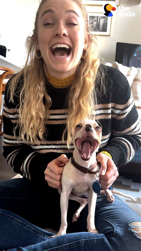 Alex On Twitter RT Dodo Tiniest Pit Bull In The World Is Not