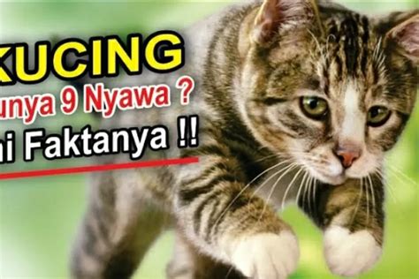 Terungkap Alasan Kucing Dijuluki Hewan Pemilik 9 Nyawa Ternyata Begini