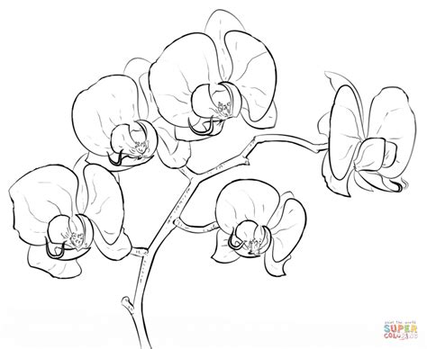 Desenhos De Orquídeas Para Imprimir E Colorir Flower Drawing dibujos
