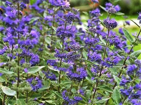Fleur Bleue La Liste Des 30 Plus Belles Fleurs Bleues Volubilis