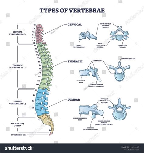 Types Vertebrae Cervical Thoracic Lumbar Division Stock Vector Royalty