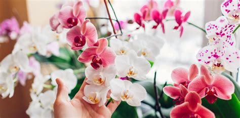 Comment sauver une orchidée voici comment la faire refleurir en 5