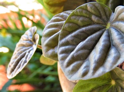 Hoja Naturaleza Flora Foto Gratis En Pixabay Pixabay