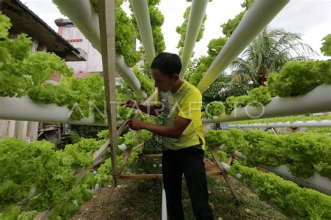 BUDIDAYA SELADA HIDROPONIK ANTARA Foto