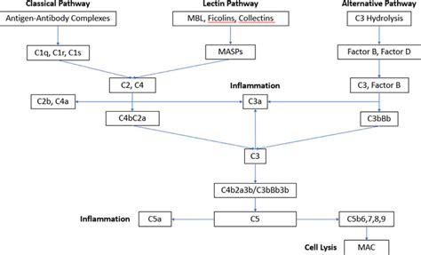Simple Overview Of The Three Complement Pathways Classical Lectin