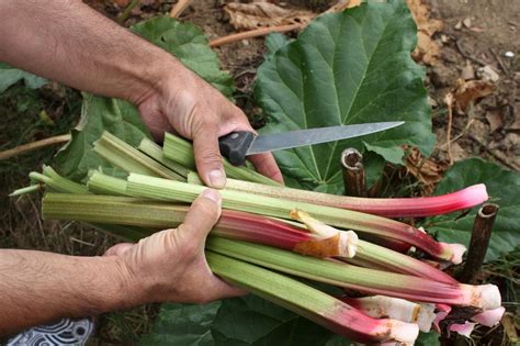 Rhubarbe planter cultiver récolter Promesse de Fleurs