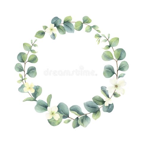 Acuarela Vector Mano Pintado Corona Con Hojas De Eucalipto Verde Y
