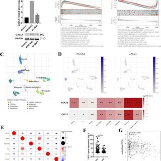Downregulated ACAA2 facilitated HCC progression via the NF κB signaling
