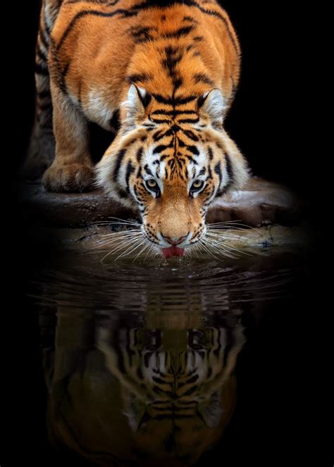 Tiger Drink Water Poster Picture Metal Print Paint By Volodymyr