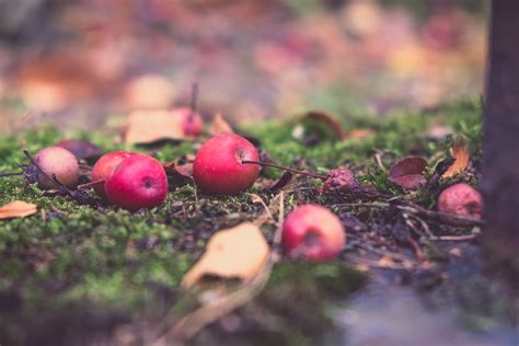 Fotos gratis manzana árbol naturaleza rama flor Fruta baya