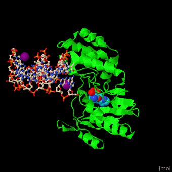 Dna Adenine Methylase Proteopedia Life In D