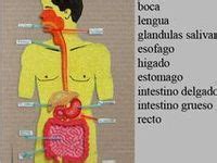 13 Ideas De Maquetas De Los Sistemas Digestivos Respiratorio