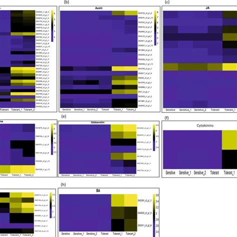 Heat Maps Showing Differential Expression Of Phyto Hormone Related