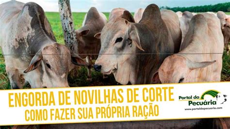 Engorda de novilhas de corte como fazer sua própria ração YouTube